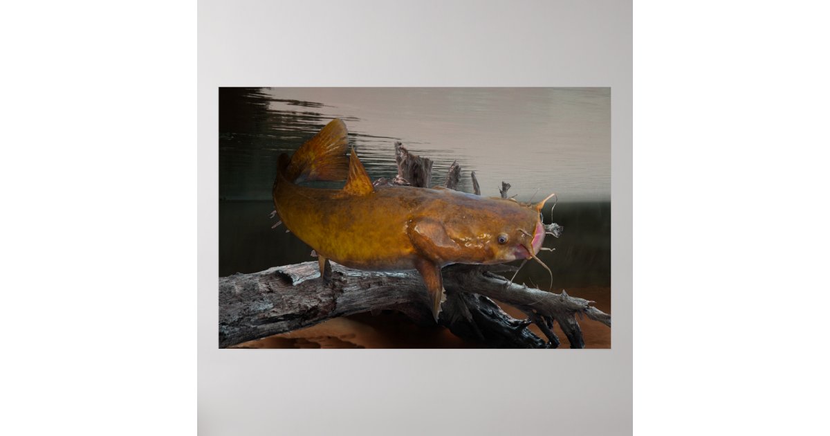 Catfish Fishing Poster | Zazzle
