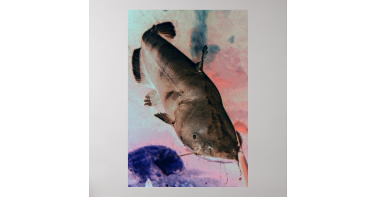 Catfish photo poster print | Zazzle