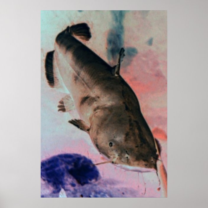 Catfish photo poster print | Zazzle.com