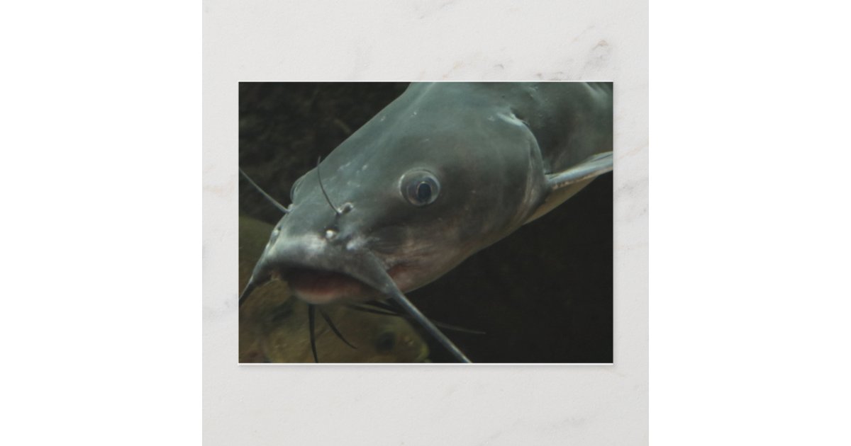 Catfish Postcard | Zazzle