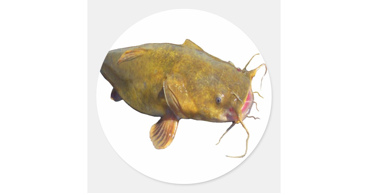 Catfishing Fishing Classic Round Sticker | Zazzle