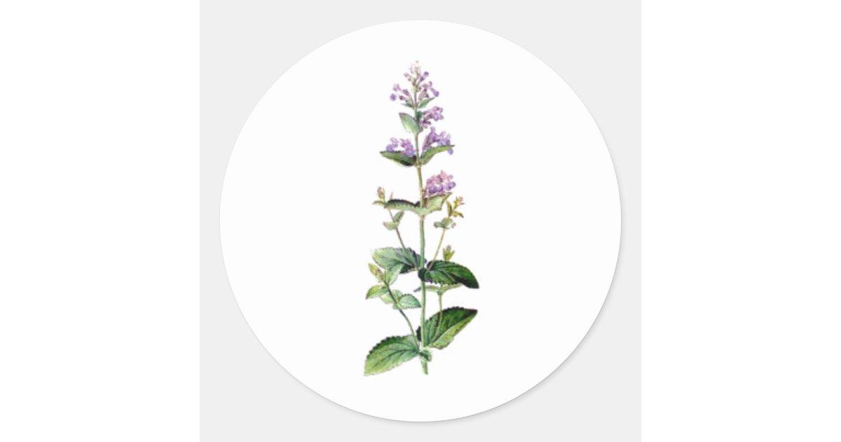 catnip, catnip branch, herb, plant, purple flower classic round sticker ...