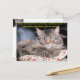 Cats Are Superior Meme Postcard | Zazzle