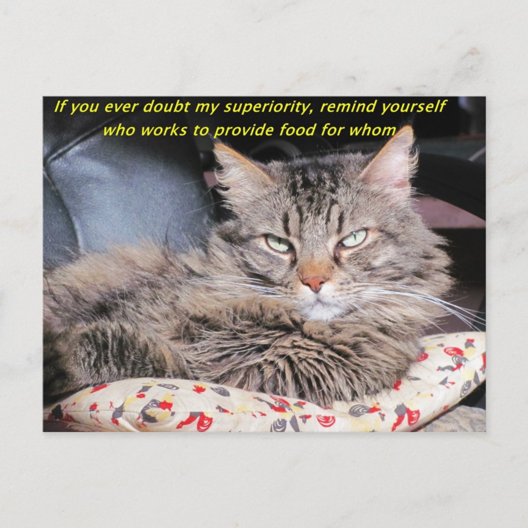 Cats Are Superior Meme Postcard | Zazzle