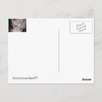 Cats Are Superior Meme Postcard | Zazzle