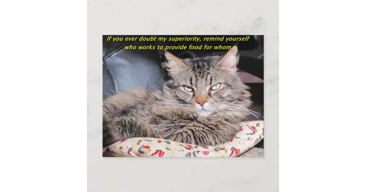 Cats Are Superior Meme Postcard | Zazzle
