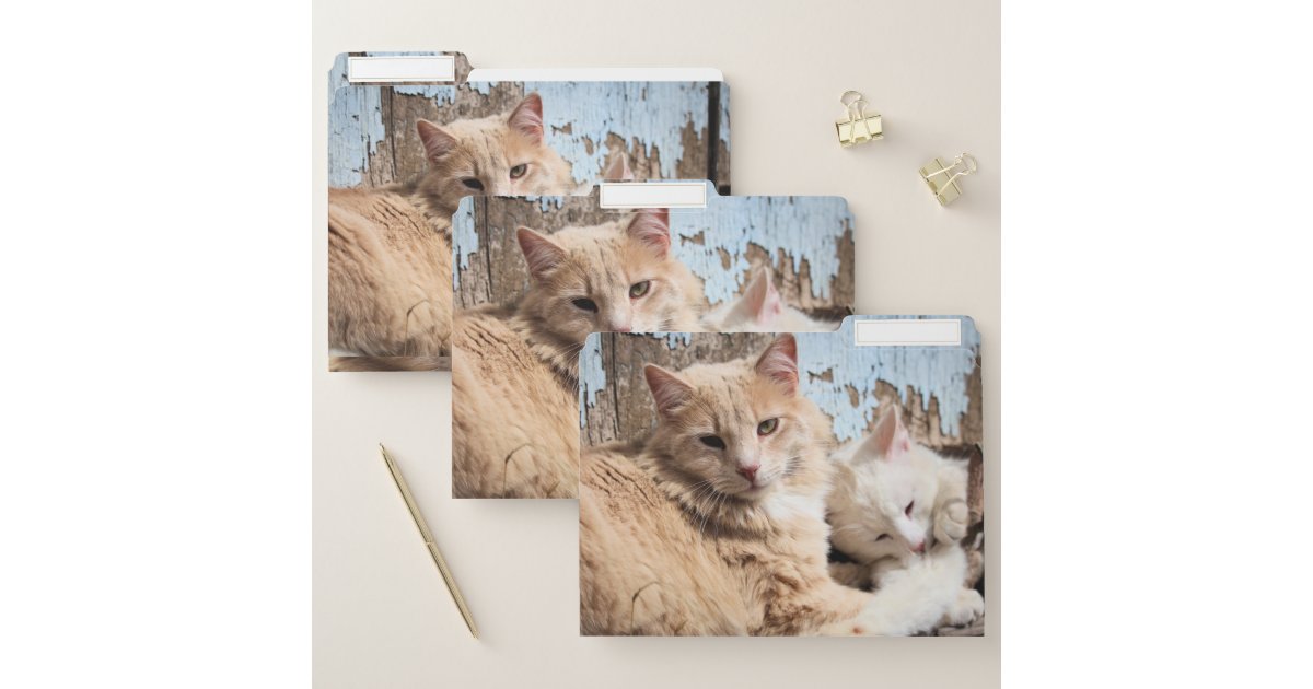 Cats File Folder | Zazzle