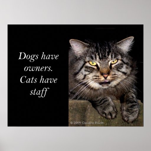 Cats Have Staff Poster | Zazzle
