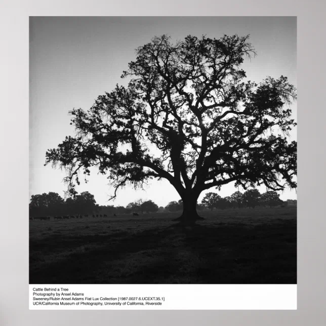 Cattle Behind a Tree by Ansel Adams Poster | Zazzle