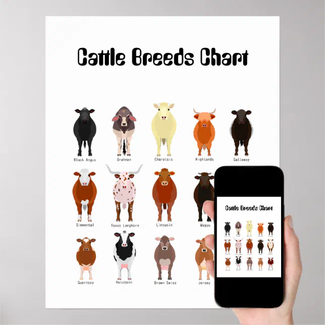 cattle breeds chart | Zazzle