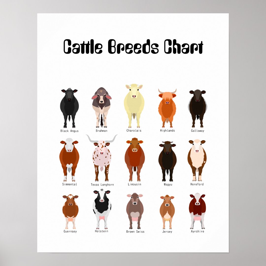 cattle breeds chart | Zazzle