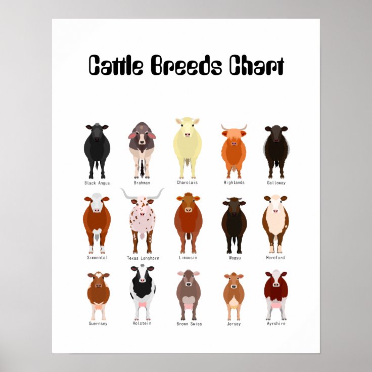 cattle breeds chart | Zazzle