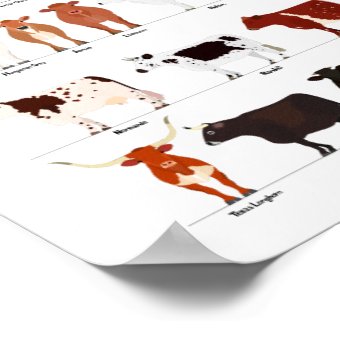 cattle breeds chart poster | Zazzle
