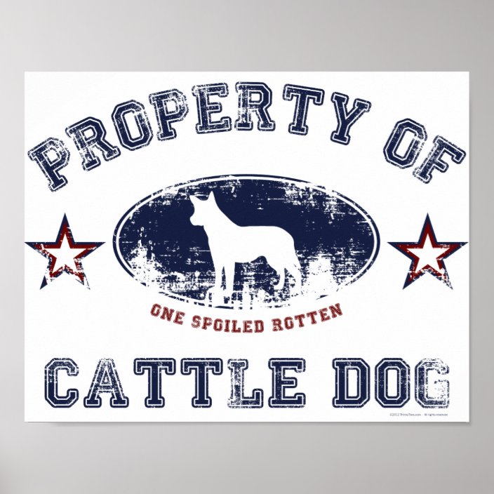 Cattle Dog Poster | Zazzle.com