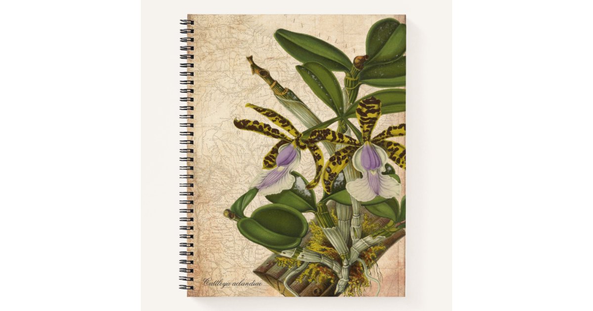 Cattleya Aclandiae Orchid Notebook - Chic | Zazzle