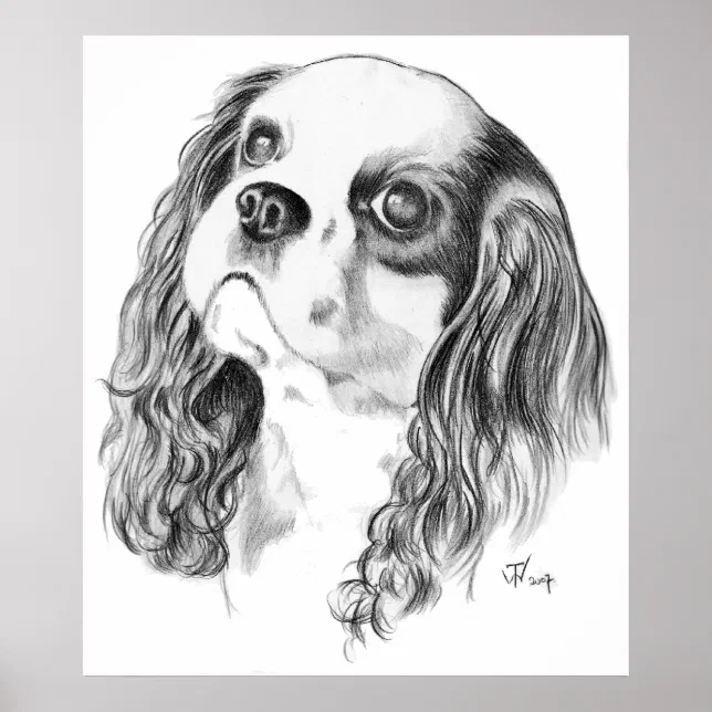 Cavalier King Charles Drawing Poster | Zazzle