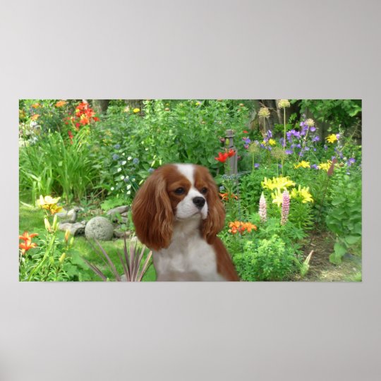 Cavalier King Charles Spaniel Poster | Zazzle.com