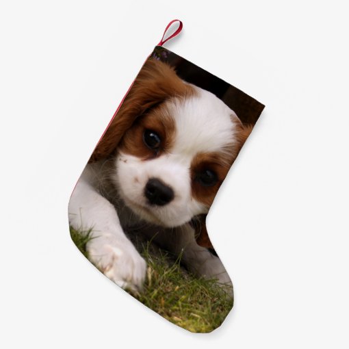 Cavalier King Charles Spaniel Puppy behind flowers Small Christmas ...