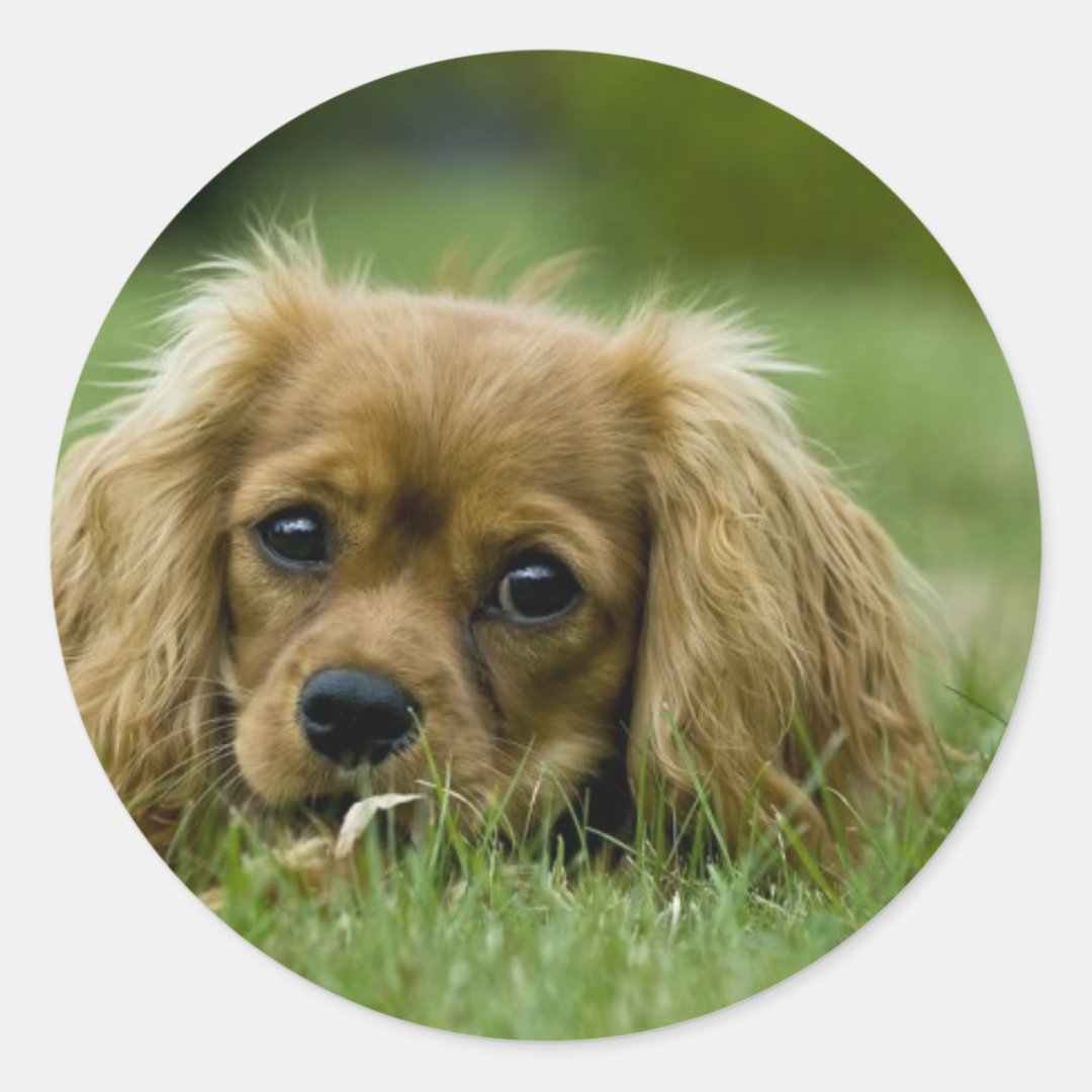 Cavalier King Charles Spaniel Ruby Classic Round Sticker | Zazzle