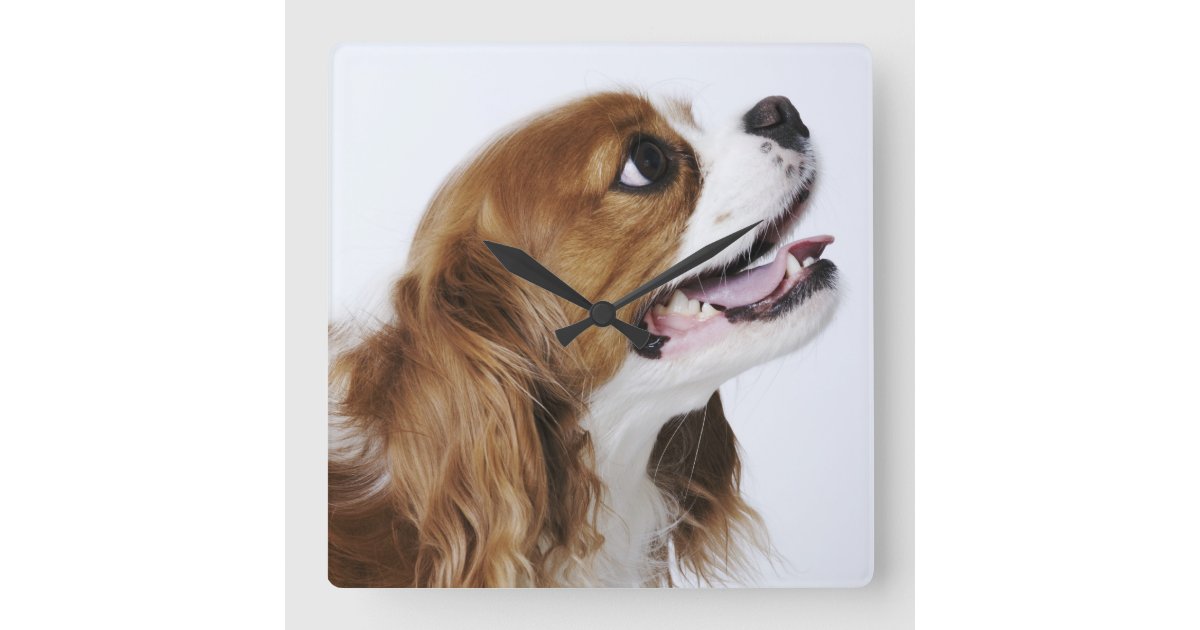 Cavalier King Charles Spaniel, side view Clock | Zazzle