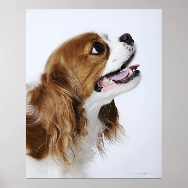 Cavalier King Charles Spaniel, side view Poster | Zazzle