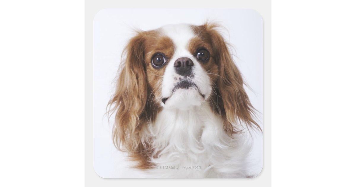Cavalier King Charles Spaniel sitting in studio Square Sticker | Zazzle