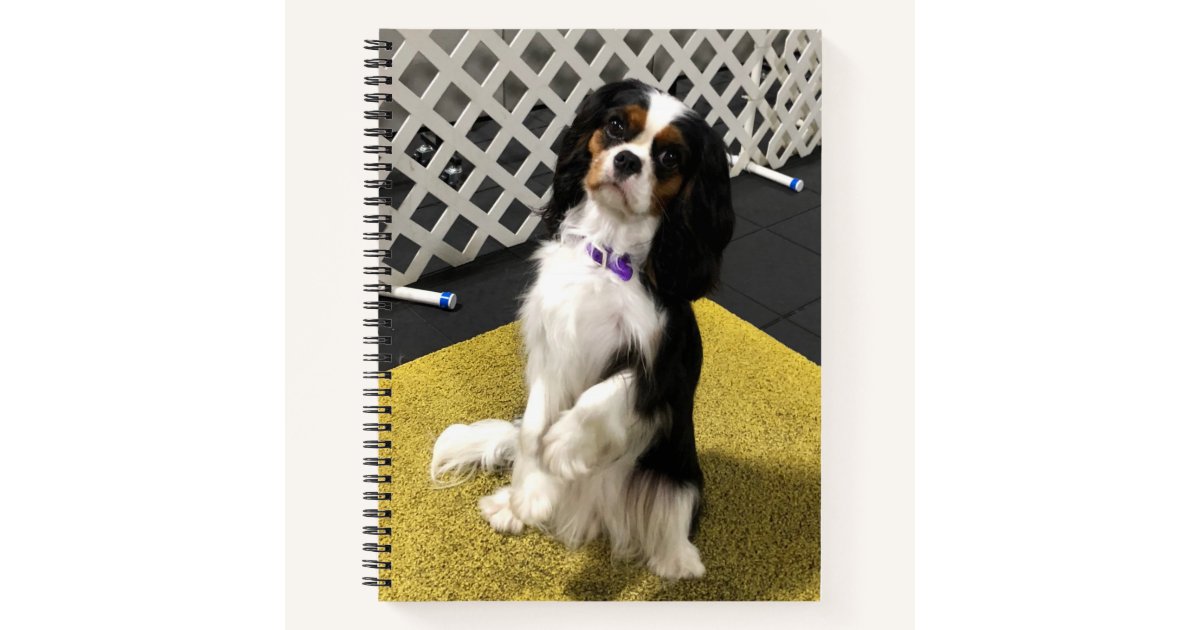 Cavalier King Charles Spaniel Spiral Notebook | Zazzle