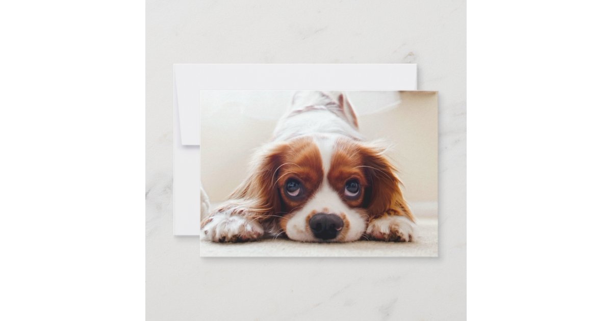 Cavalier King Charles Spaniel Thank You Card | Zazzle