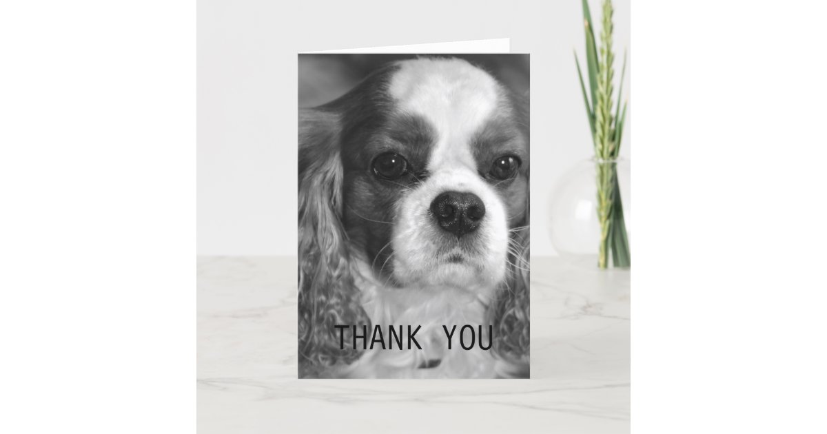 Cavalier King Charles Spaniel Thank You Card | Zazzle.com