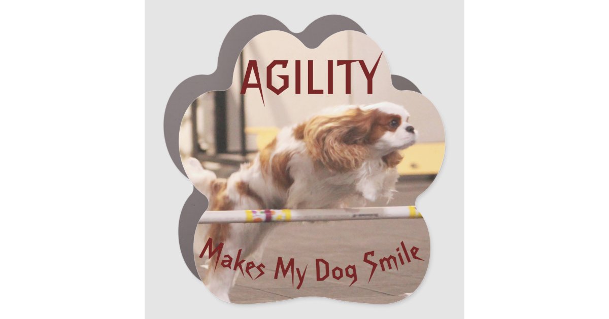 Cavalier Spaniel Agility Car Magnet | Zazzle