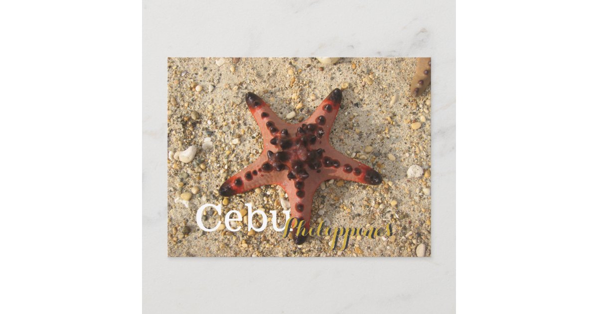 Cebu Philippines Tiger Starfish Postcard | Zazzle
