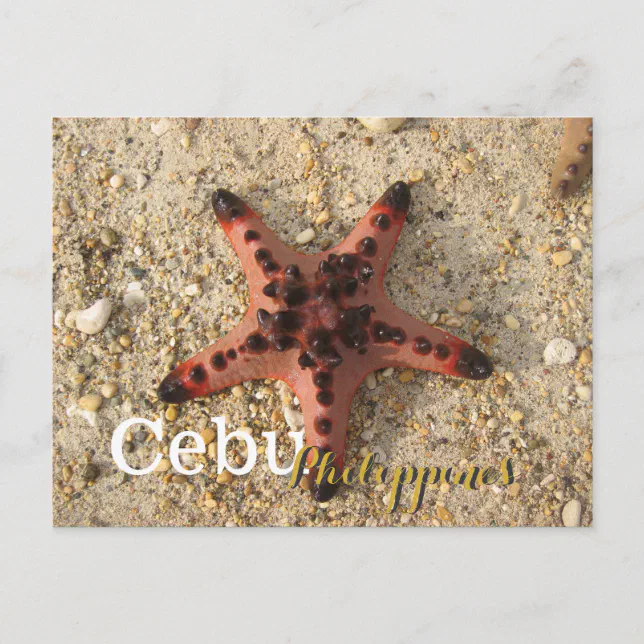 Cebu Philippines Tiger Starfish Postcard | Zazzle