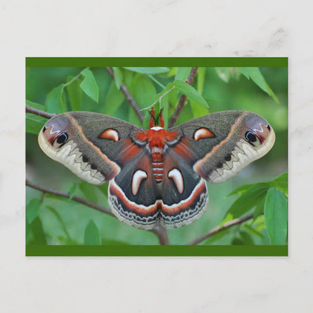 Cecropia Moth Postcard | Zazzle