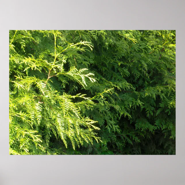 Cedar Hedge Poster | Zazzle
