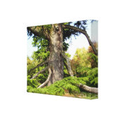 Cedar-of-Lebanon Tree Canvas Print | Zazzle