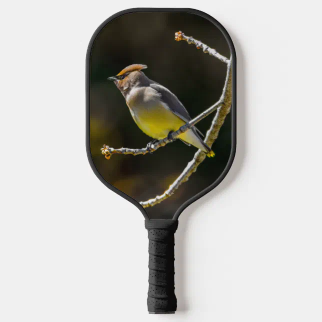 Cedar Waxwing Songbird Original Wild Bird Photo Pickleball Paddle | Zazzle