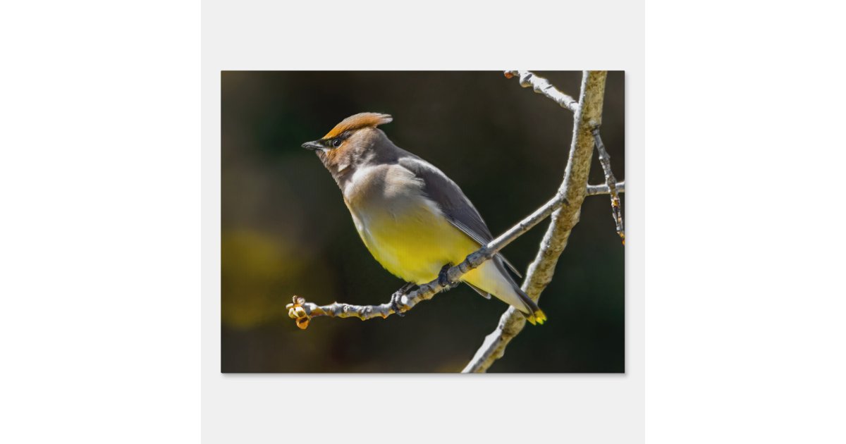 Cedar Waxwing Songbird Original Wild Bird Photo Sign | Zazzle