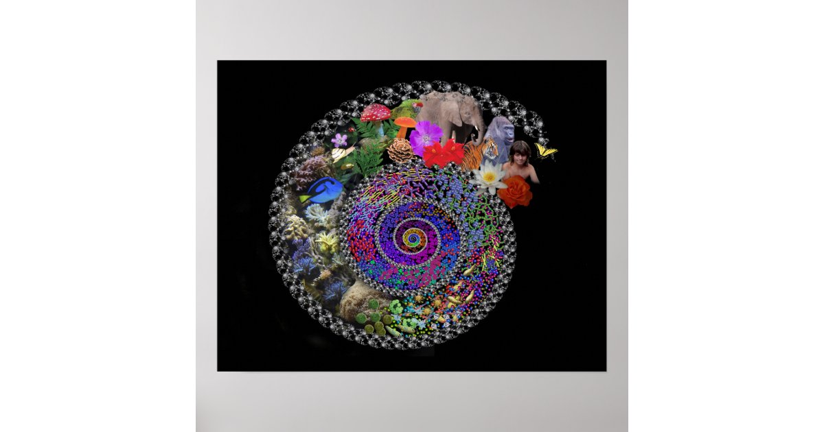 Celebrate Evolution Poster | Zazzle