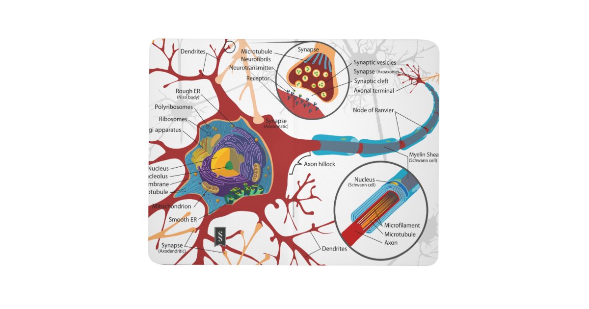 Cell Neurons Healthy Journal | Zazzle