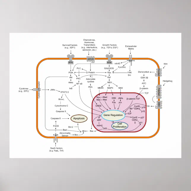 Cell Signal Transduction Pathways Diagram Poster | Zazzle