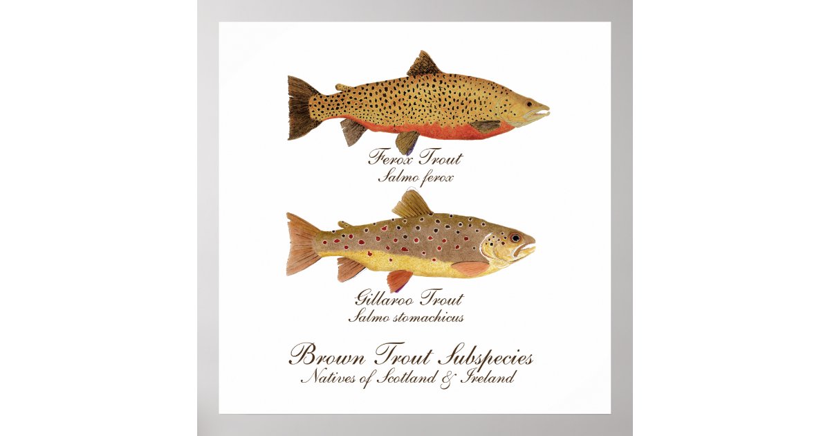 Celtic Trout Art Poster | Zazzle