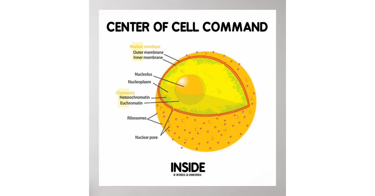 Center Of Cell Command Inside Nucleus Biology Poster | Zazzle
