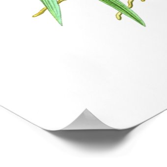 Cephalanthera rubra poster | Zazzle