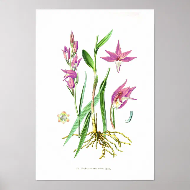 Cephalanthera rubra poster | Zazzle