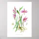 Cephalanthera rubra poster | Zazzle