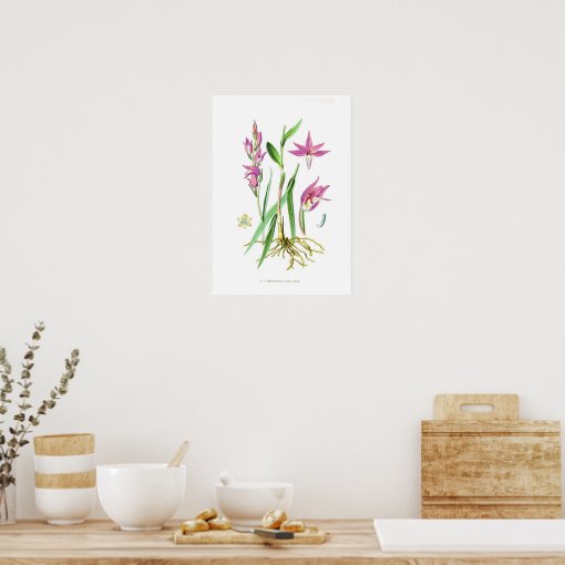 Cephalanthera rubra poster | Zazzle