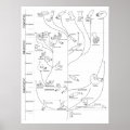 Cephalopod Phylogeny Poster | Zazzle