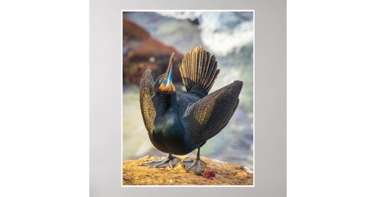 Ceremony of the Sea: Cormorant in Display Photo Poster | Zazzle