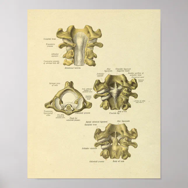 Cervical Vertebrae Anatomy Spinal Bones Print | Zazzle