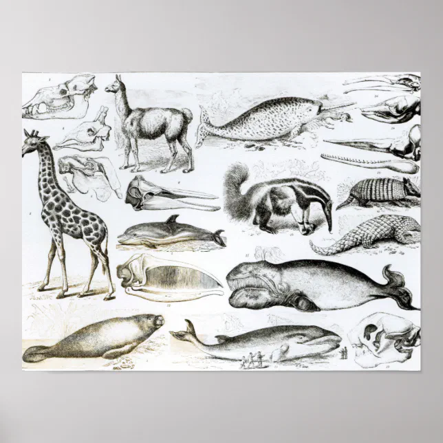 Cetacea Edentata Poster | Zazzle